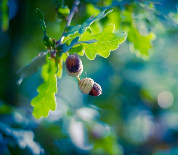 General Information - Chapa-De | Indian Health - Auburn Grass Valley